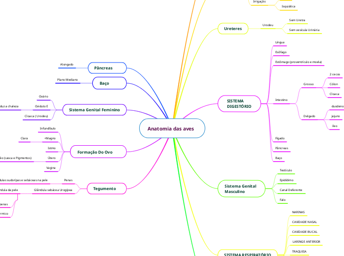 Anatomia das aves - Mind Map